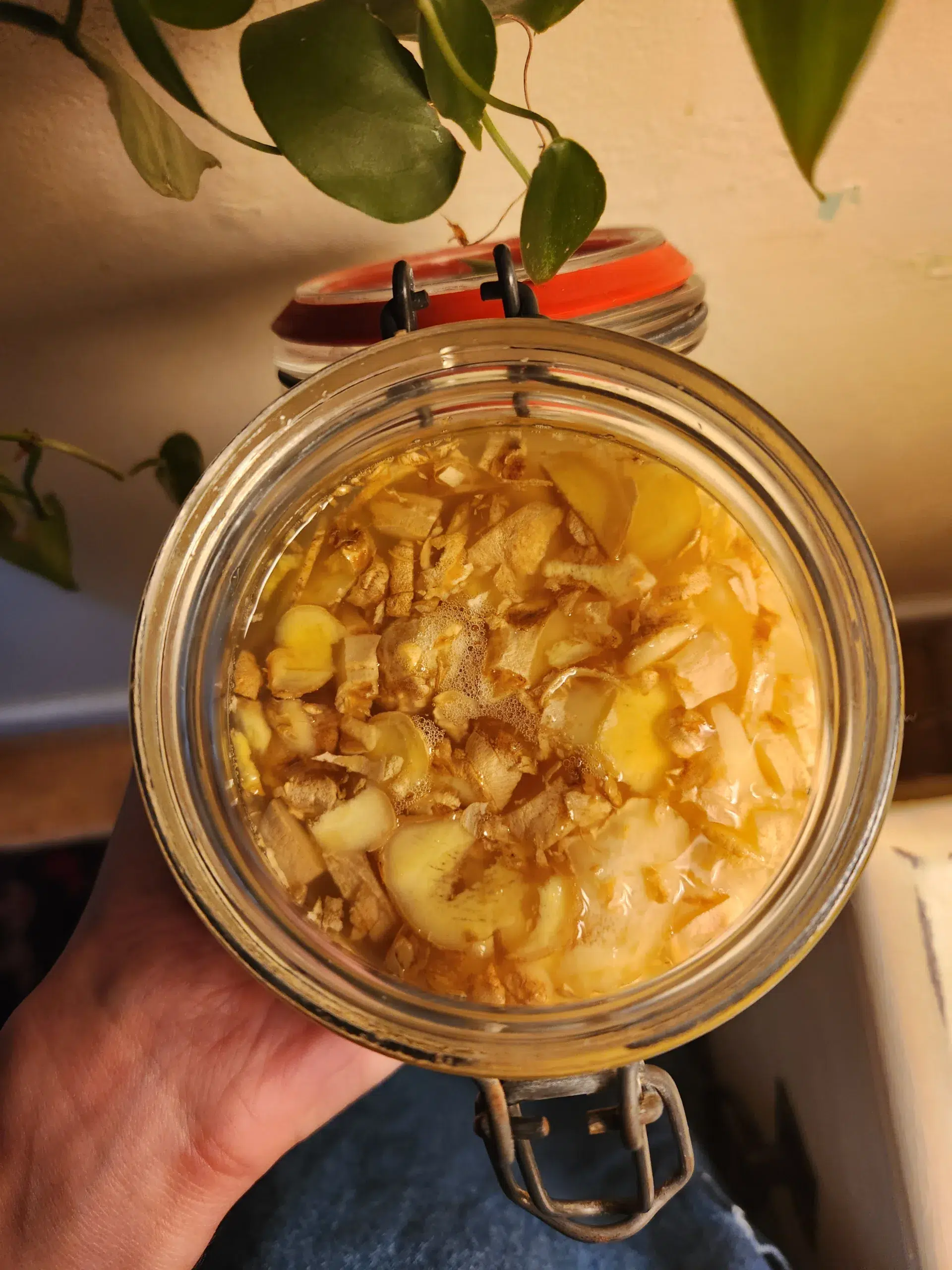 Simple and Easy Ginger Bug Recipe - Through the Wildwood